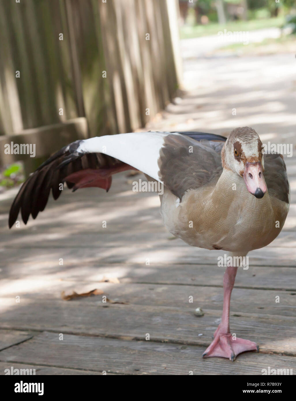 Egyptian Goose (Alopochen aegyptiacus Stock Photo - Alamy