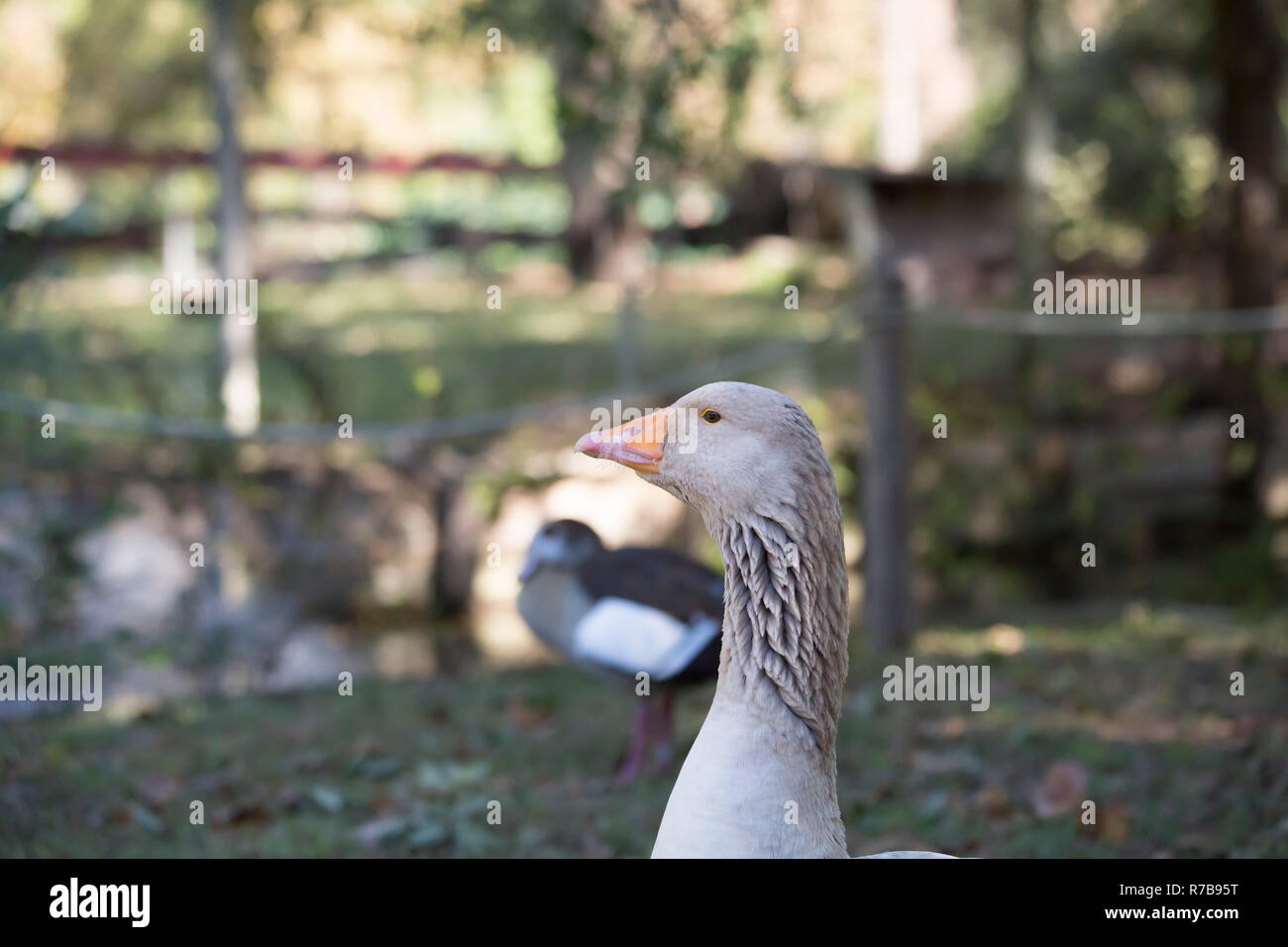 Goose jumping hi-res stock photography and images - Alamy