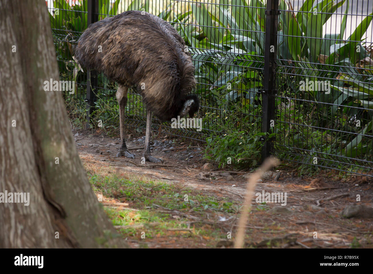 Adorable emu hi-res stock photography and images - Alamy
