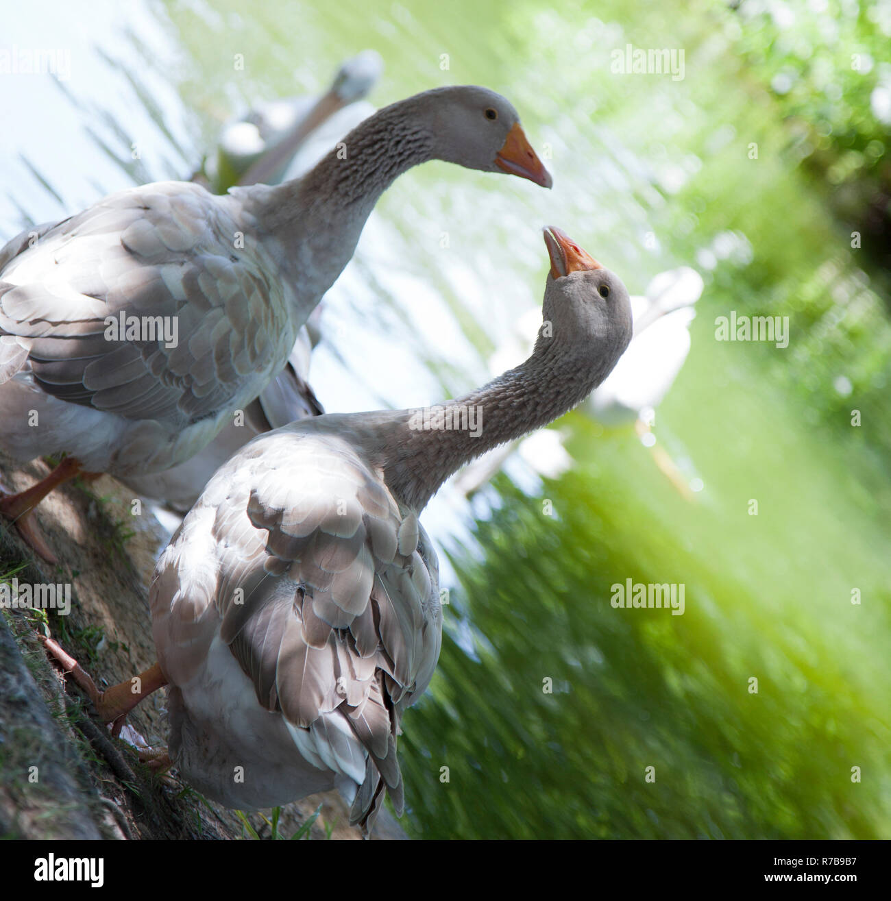 Big grey goose hi-res stock photography and images - Alamy