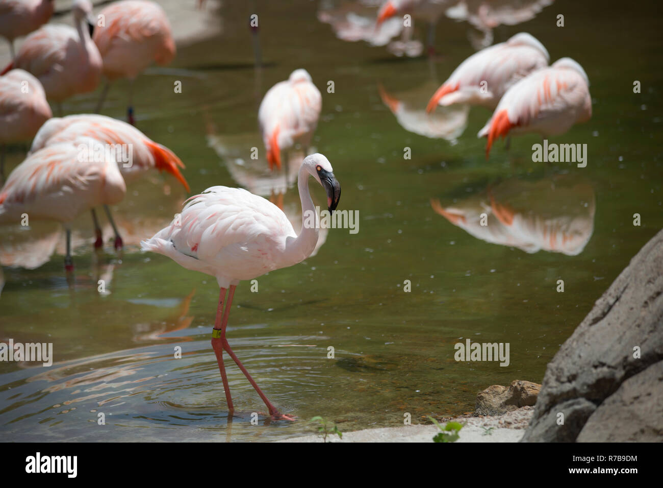 Protect wild birds hi-res stock photography and images - Alamy