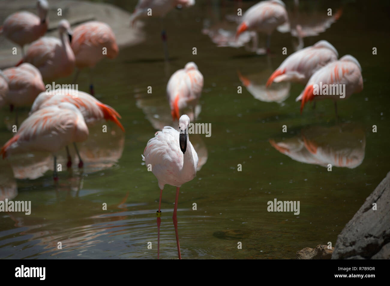 Protect wild birds hi-res stock photography and images - Alamy