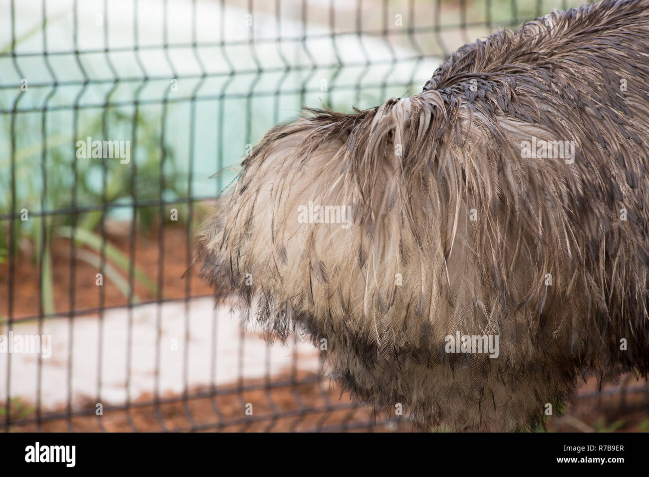 Common Emu High Resolution Stock Photography and Images - Alamy