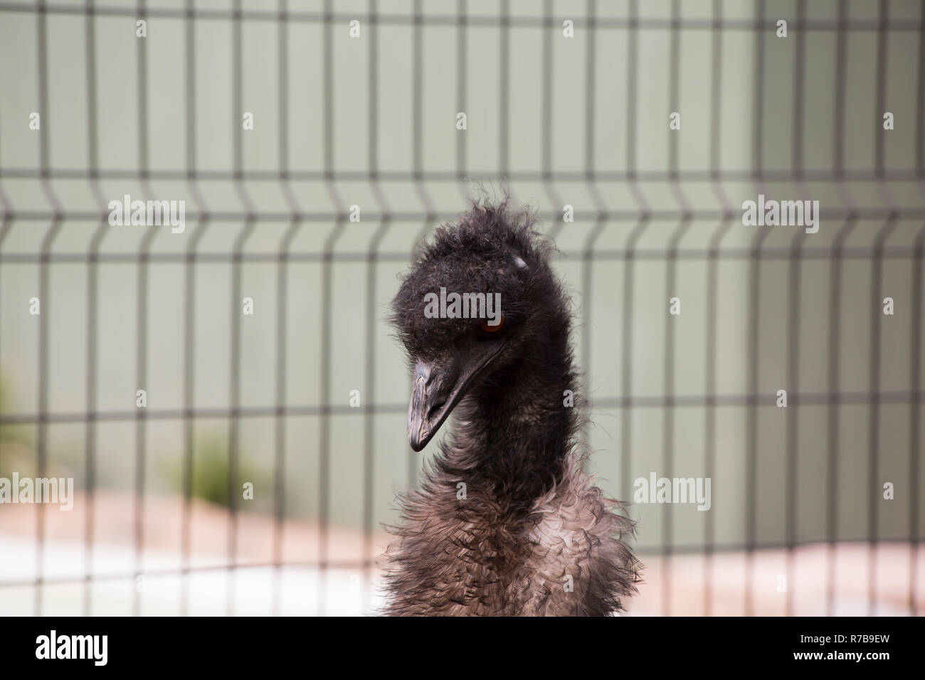 Adorable emu hi-res stock photography and images - Alamy