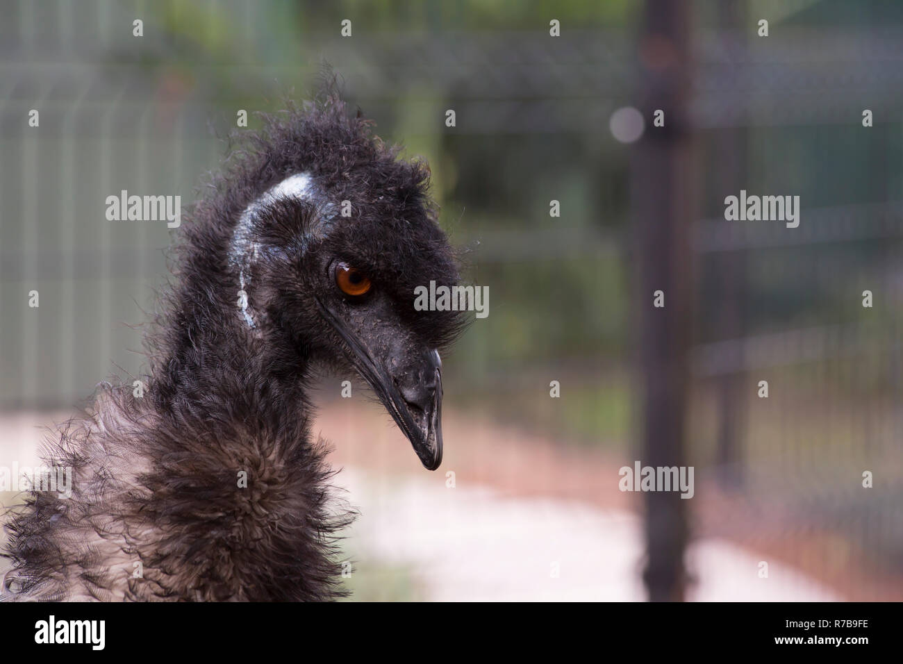 Adorable emu hi-res stock photography and images - Alamy