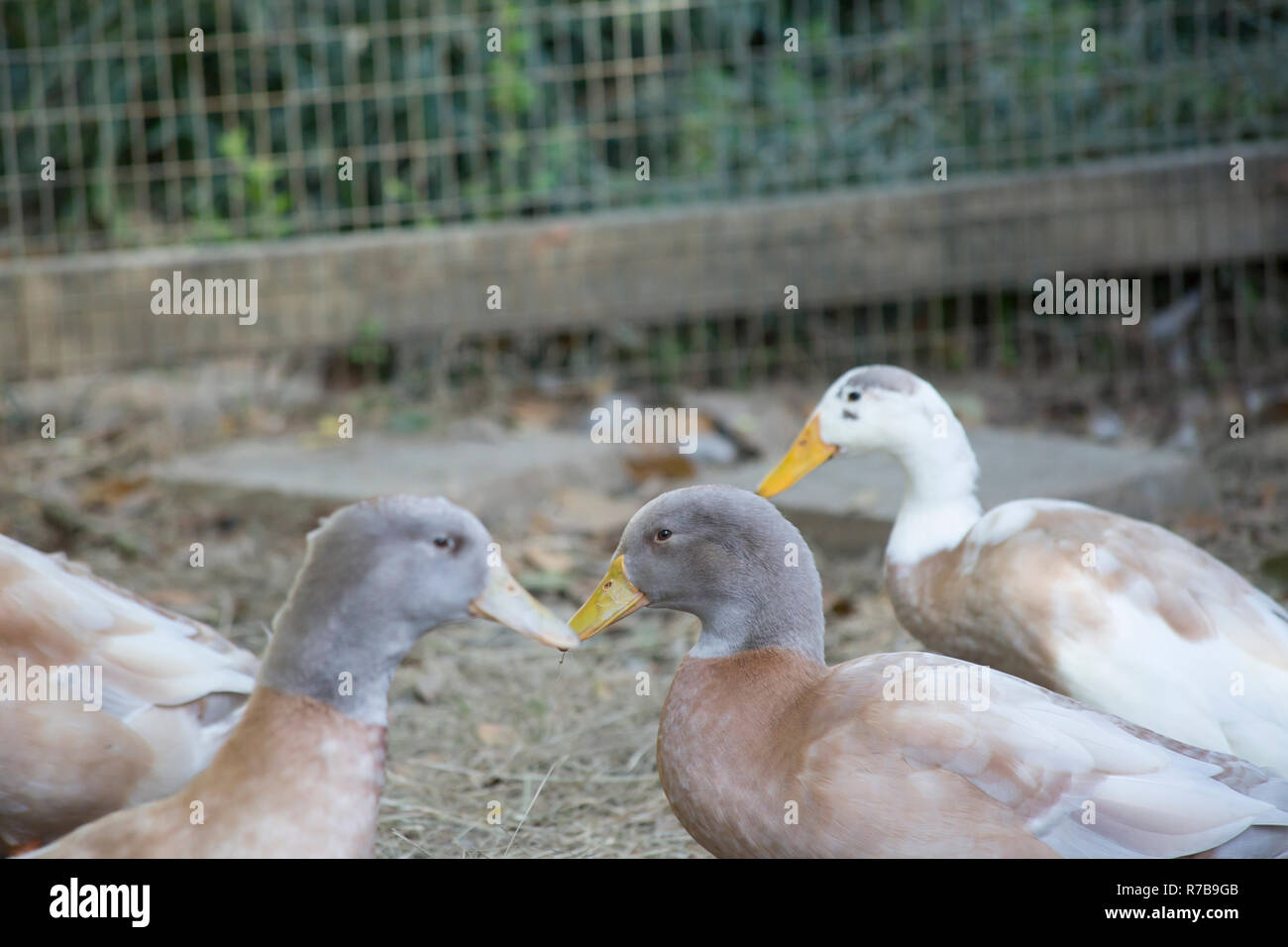 Indian runner ducks standing hi-res stock photography and images - Alamy