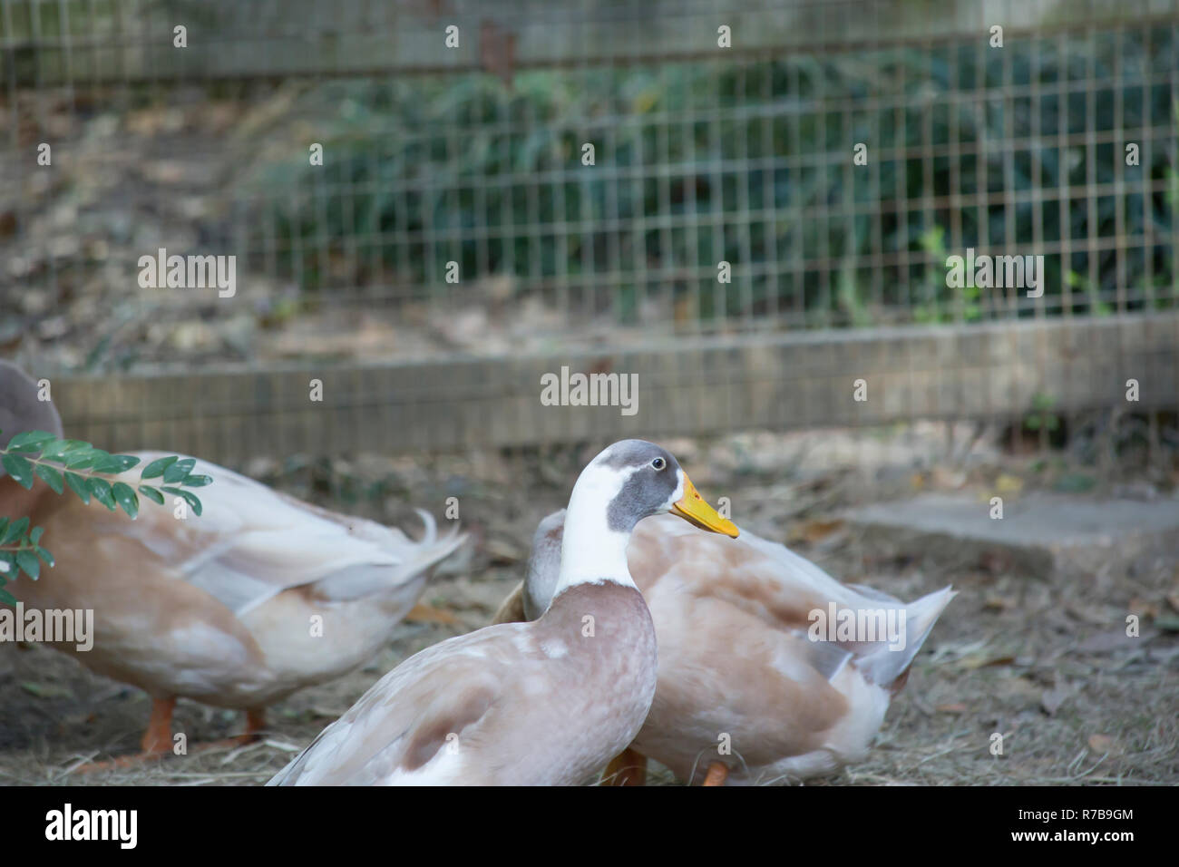 Indian Runner Ducks Stock Photo - Alamy