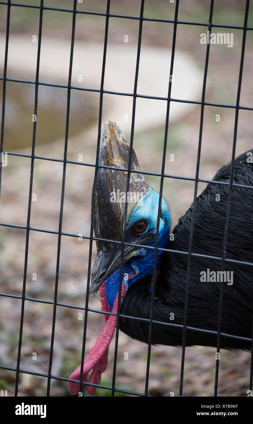 Helmet cassowary southern cassowary cassowary hi-res stock photography ...