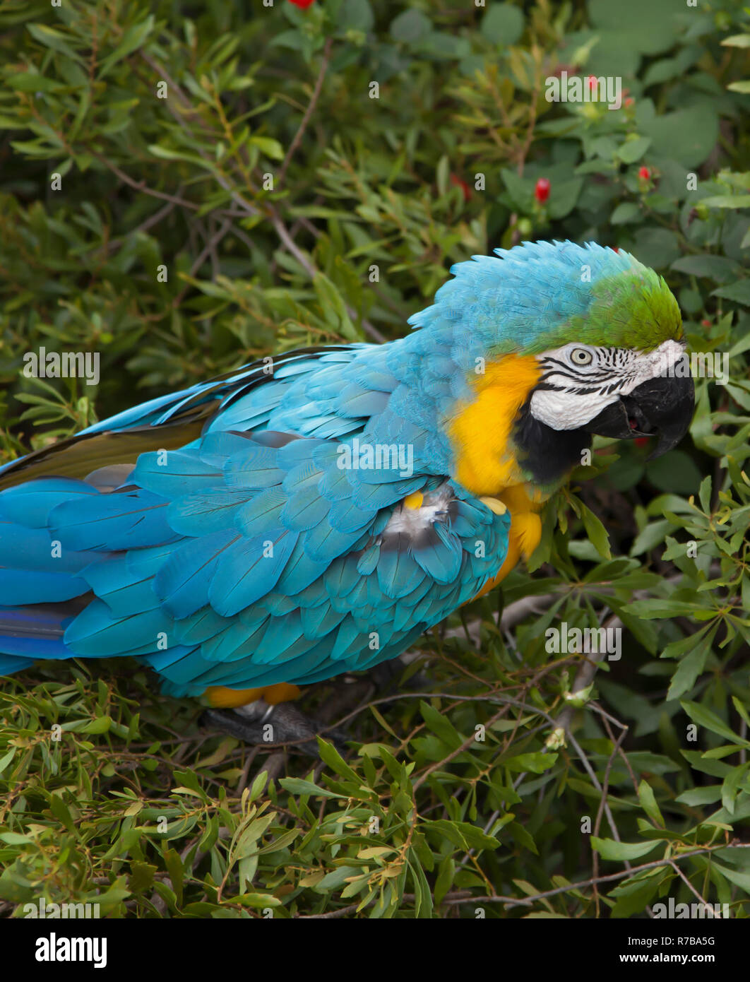 Macaw bird animal perched pets hi-res stock photography and images - Alamy