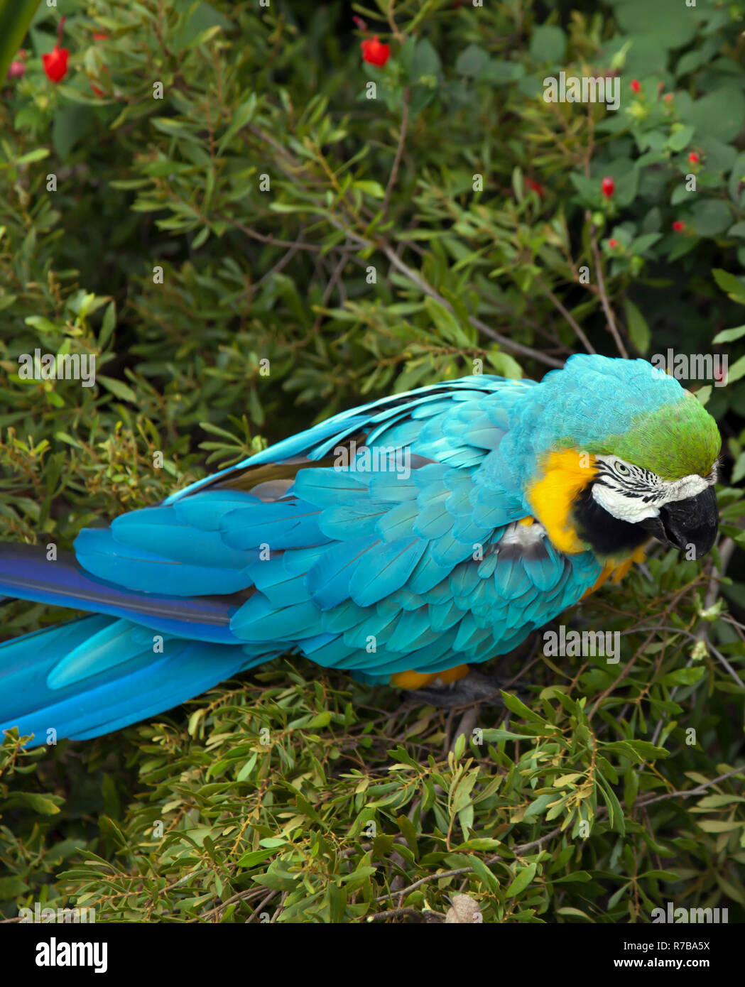 Macaw bird animal perched pets hi-res stock photography and images - Alamy