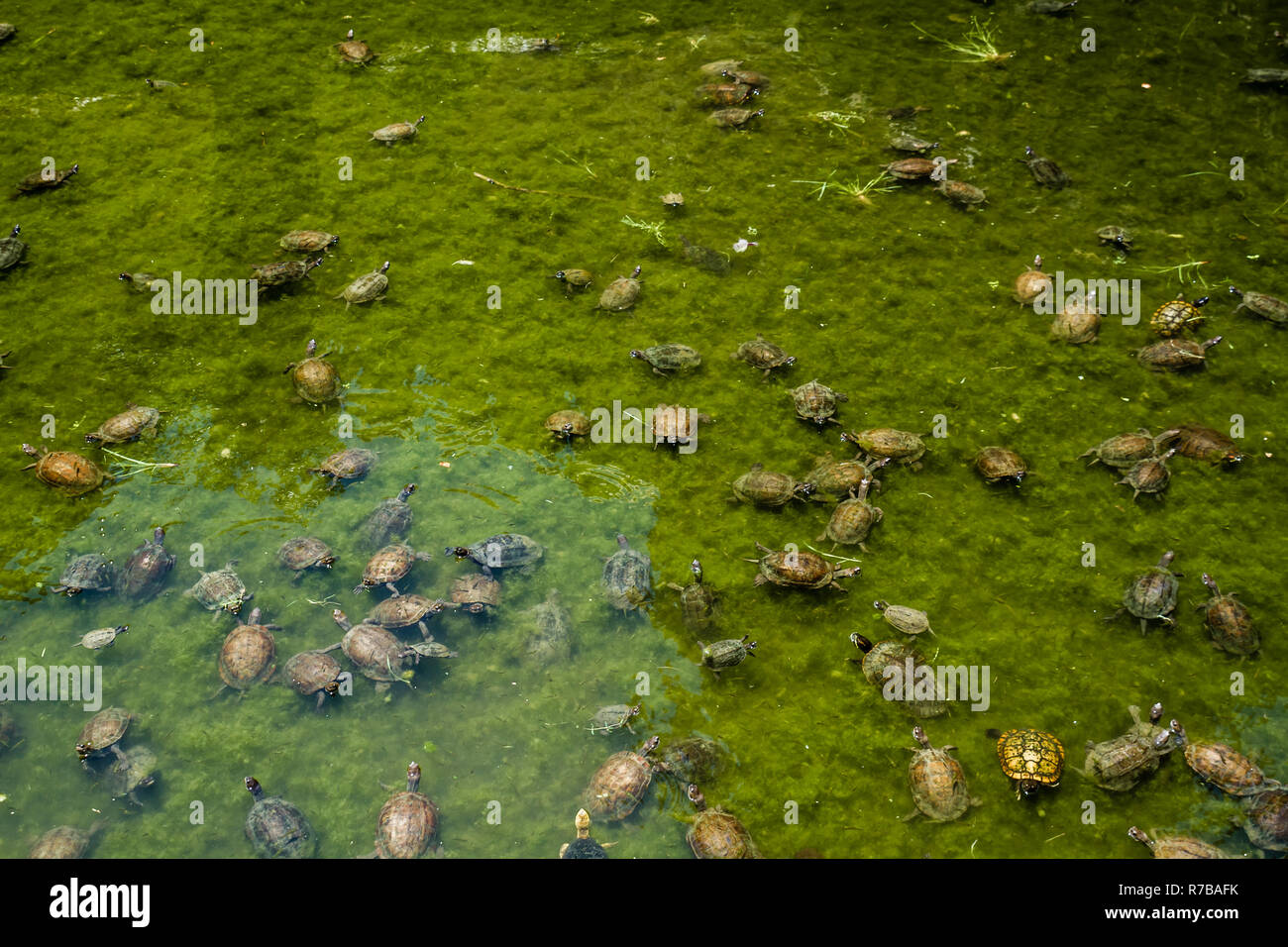 Caretta caretta tortoise hi-res stock photography and images - Alamy