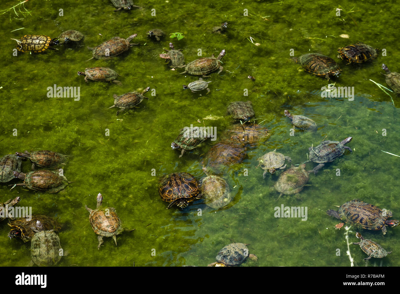 Caretta caretta tortoise hi-res stock photography and images - Alamy