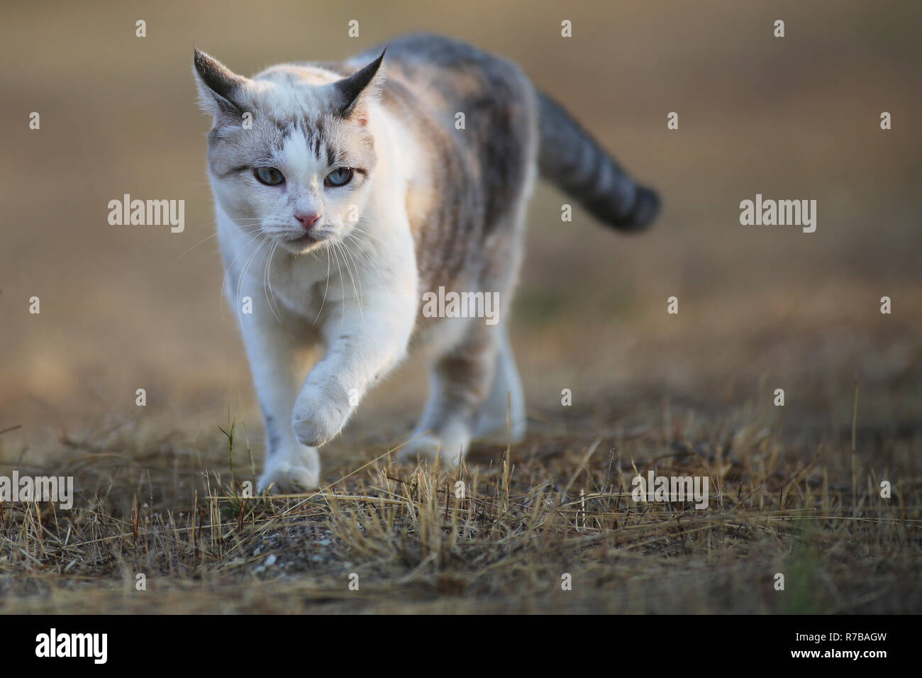 Walking cat hi-res stock photography and images - Alamy