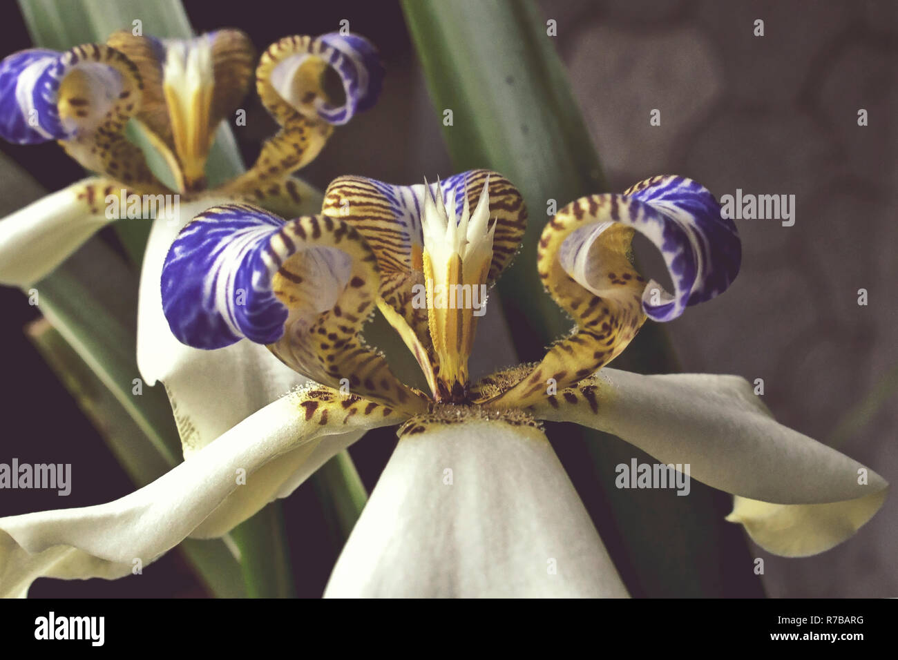 Walking Iris Flower: White/Purple , Apostle Plant. Sid View. Romantic ...