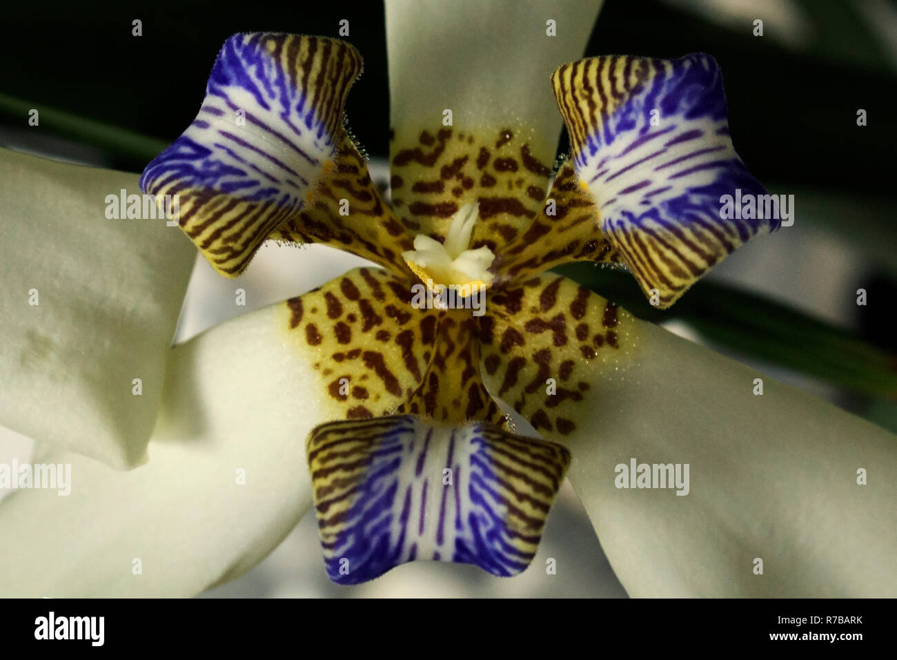 Walking Iris Flower: White/Purple , Apostle Plant. Sid View. Romantic ...