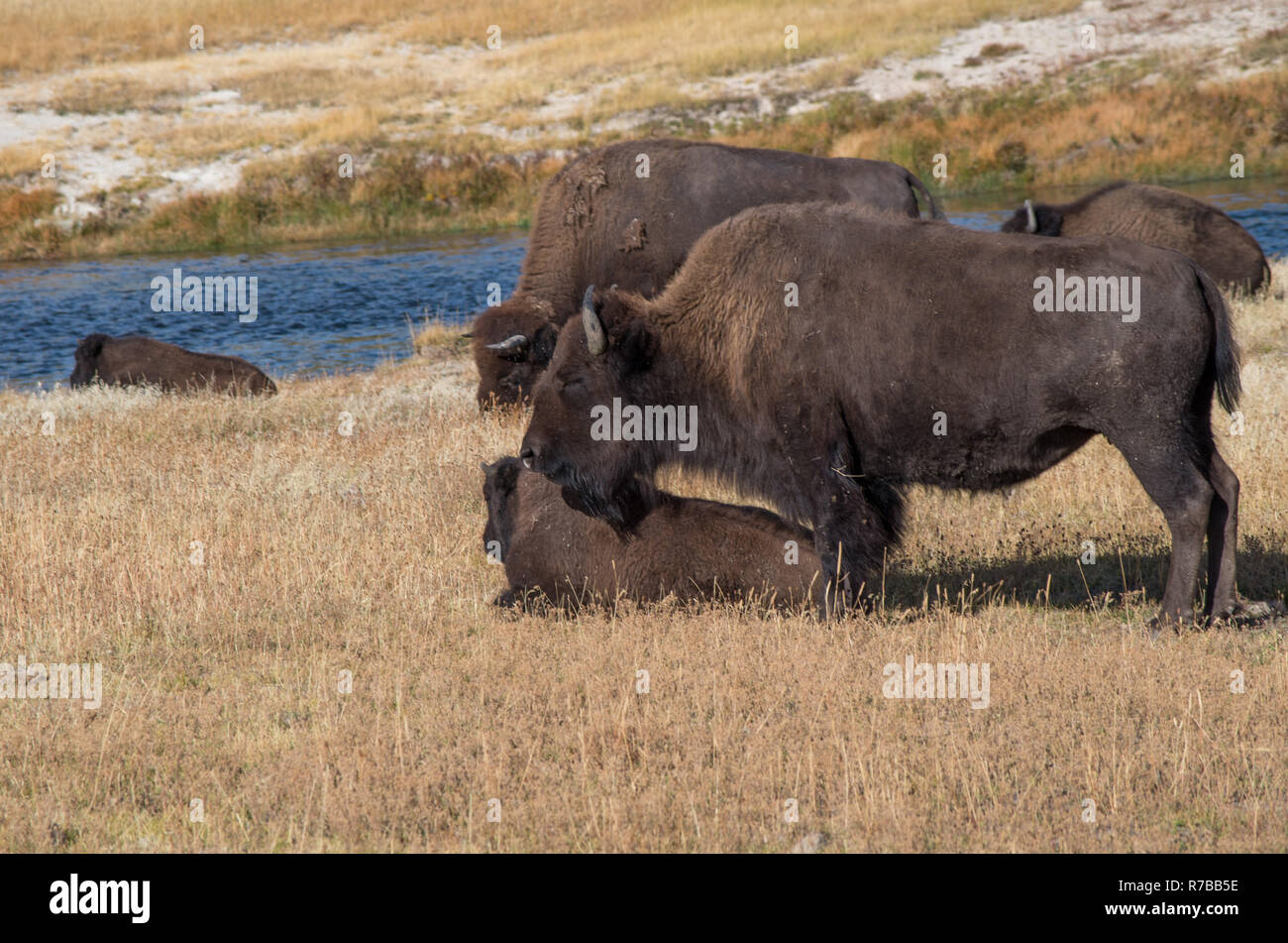 Wilder bison hi-res stock photography and images - Alamy