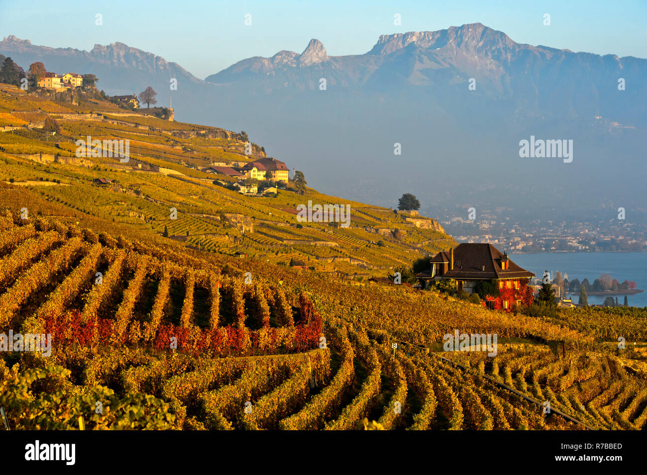 The Lavaux vineyards at Lake Geneva in autumn, Rivaz, Lavaux, Vaud ...
