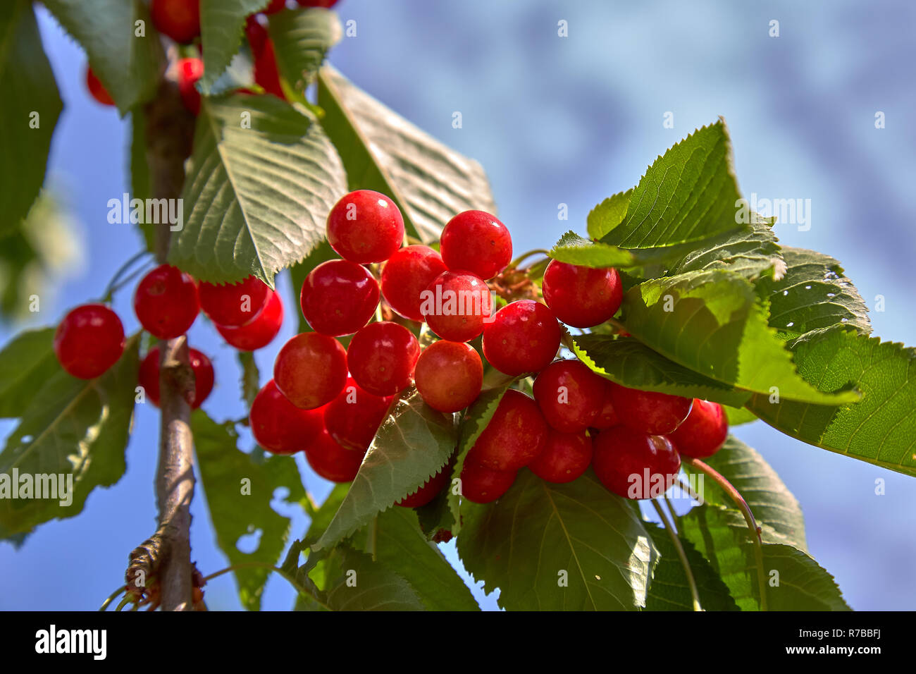 June berry tree hi-res stock photography and images - Alamy