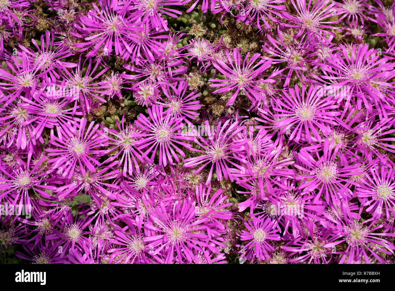 pink flower field Stock Photo - Alamy