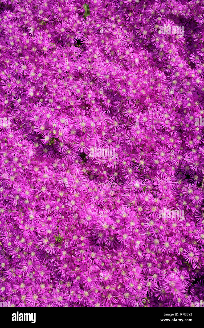 pink flower field Stock Photo - Alamy