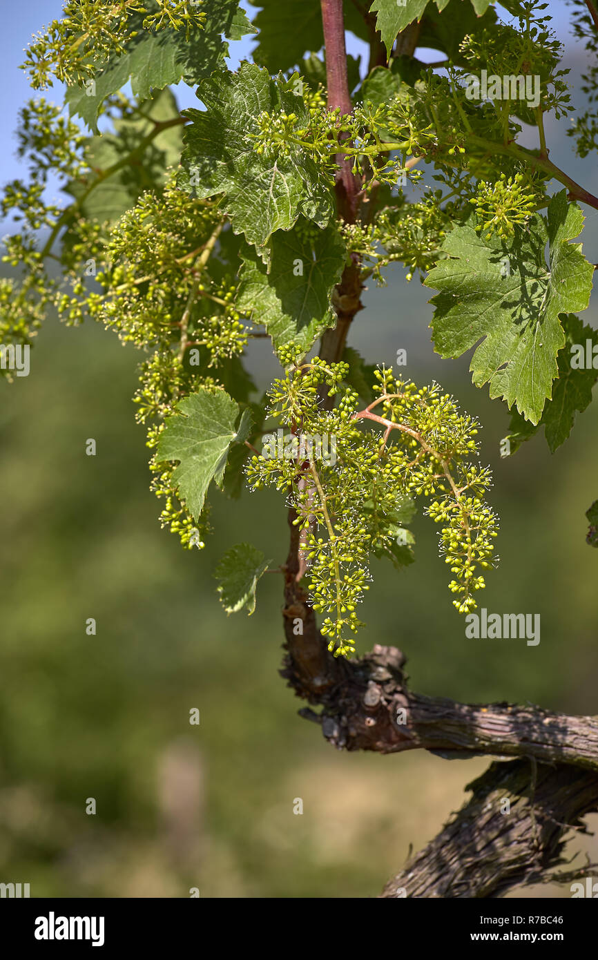 Grapes flowers hi-res stock photography and images - Alamy