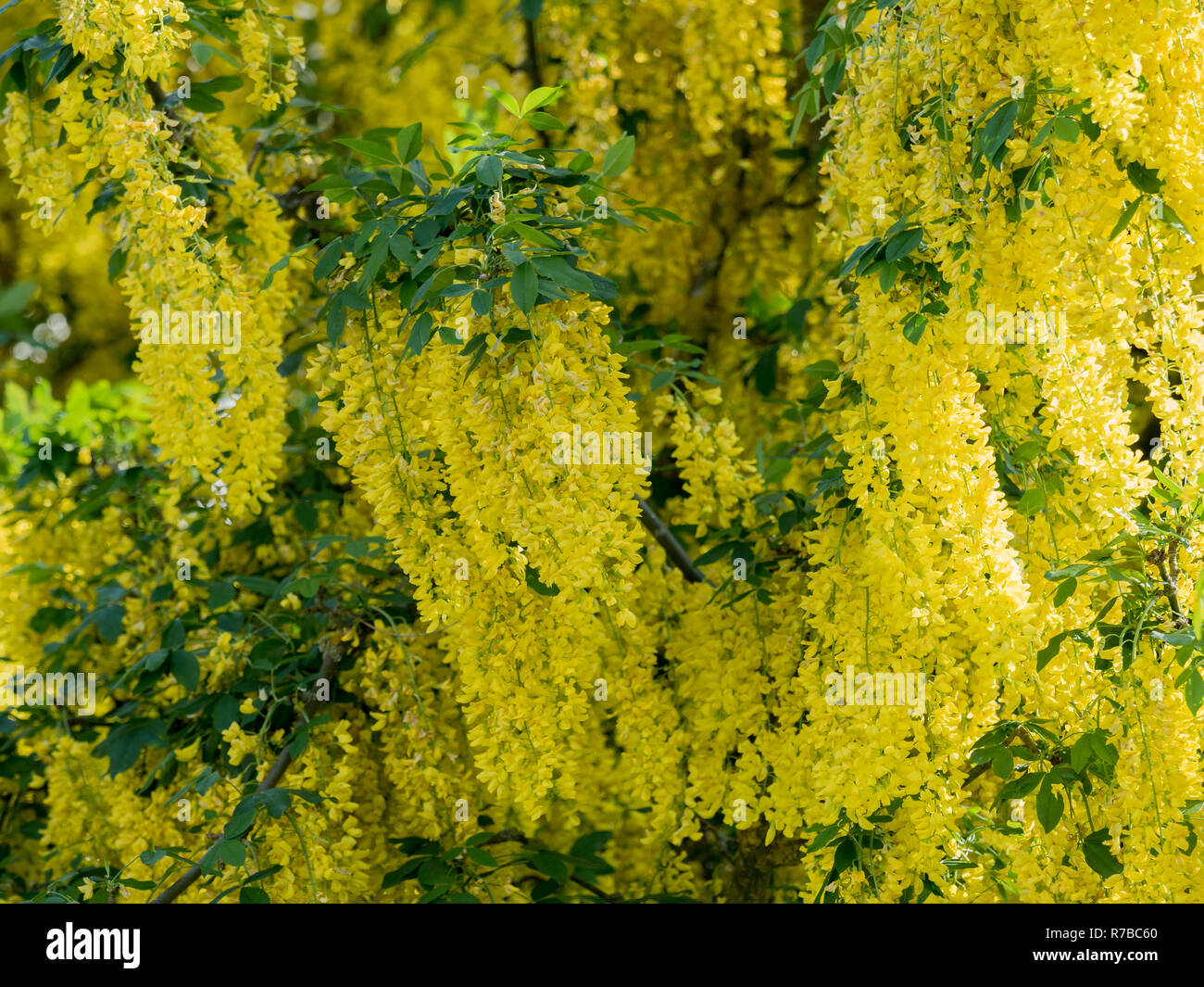 Laburnum spring hi-res stock photography and images - Alamy