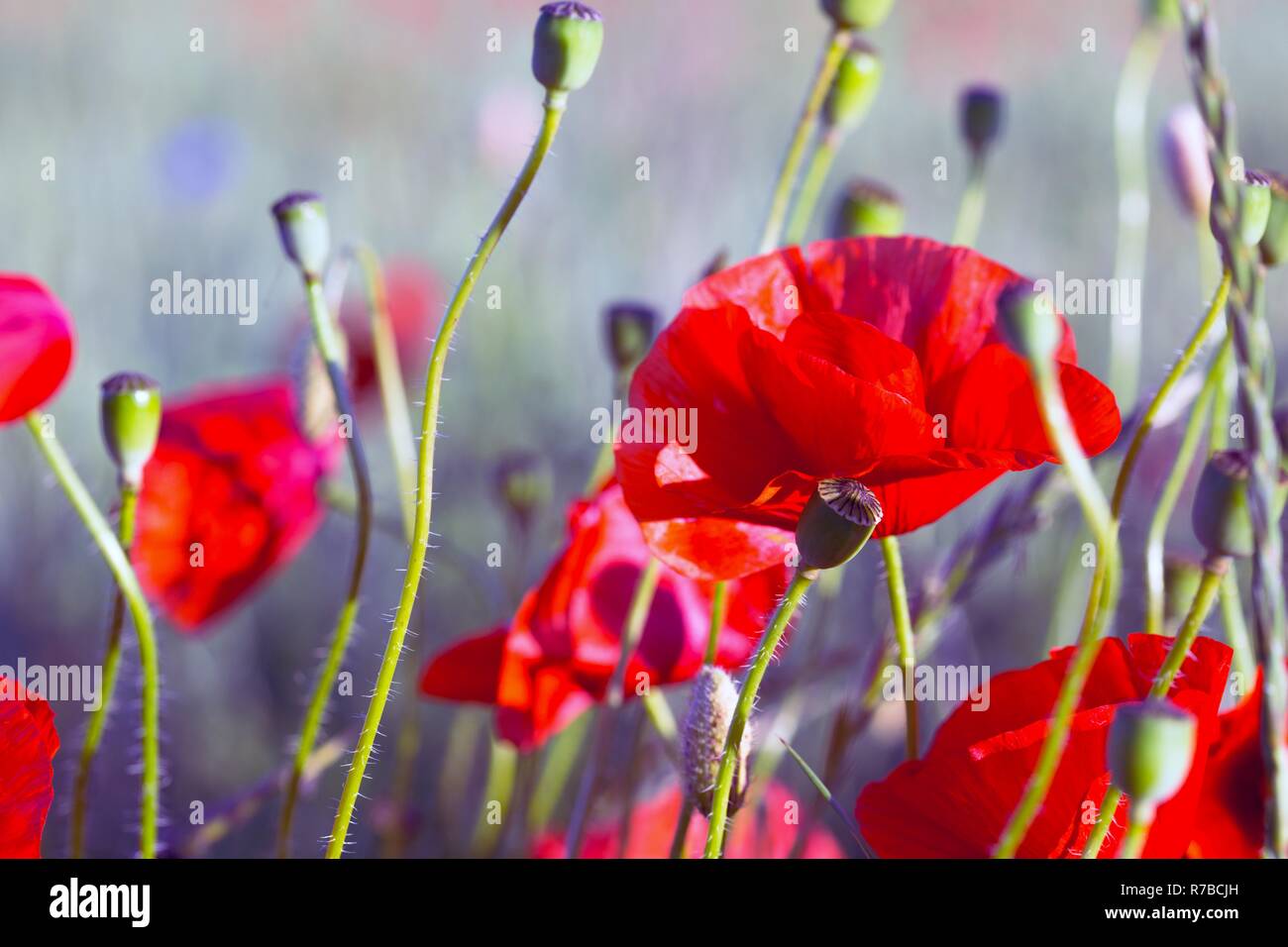beautiful poppy field in sunset time Stock Photo - Alamy