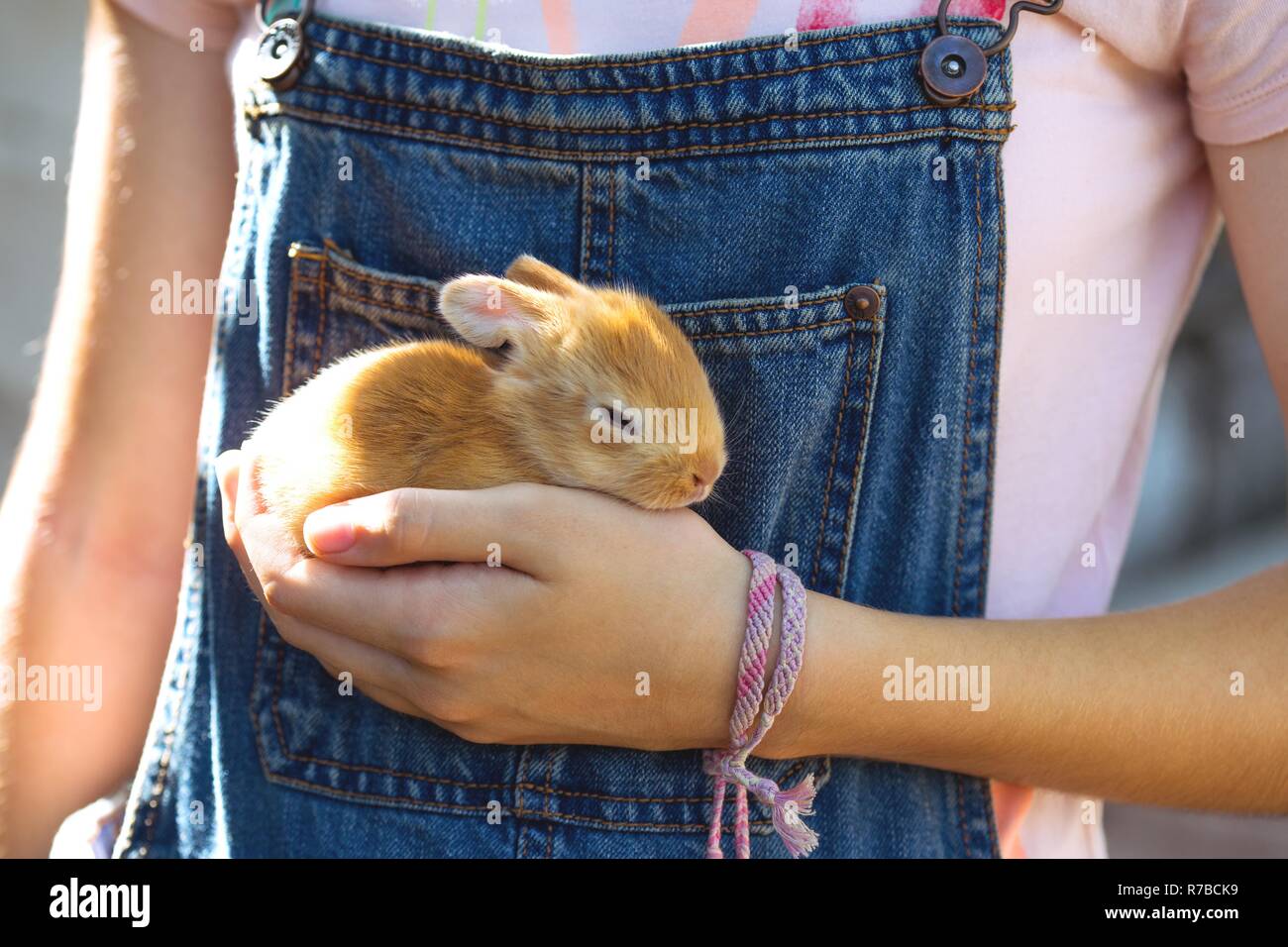 red rabbit in the hands of teen girl Stock Photo - Alamy