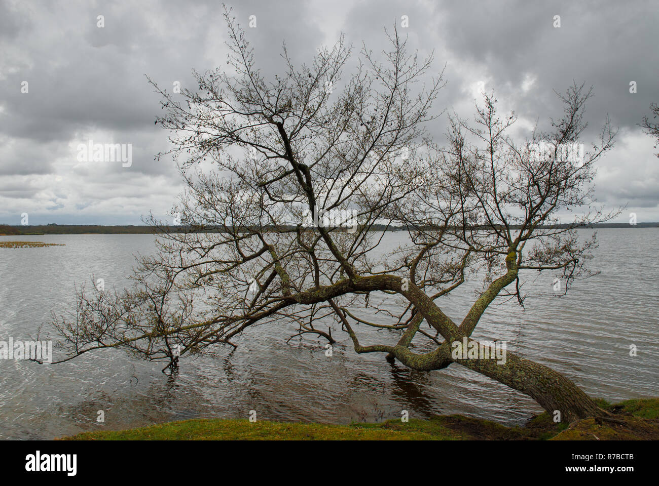 Tree fallen on a lake of the Landes Stock Photo - Alamy