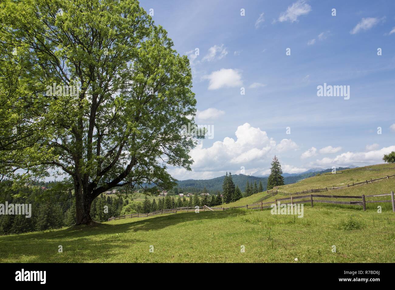 Hills Trees Grass City