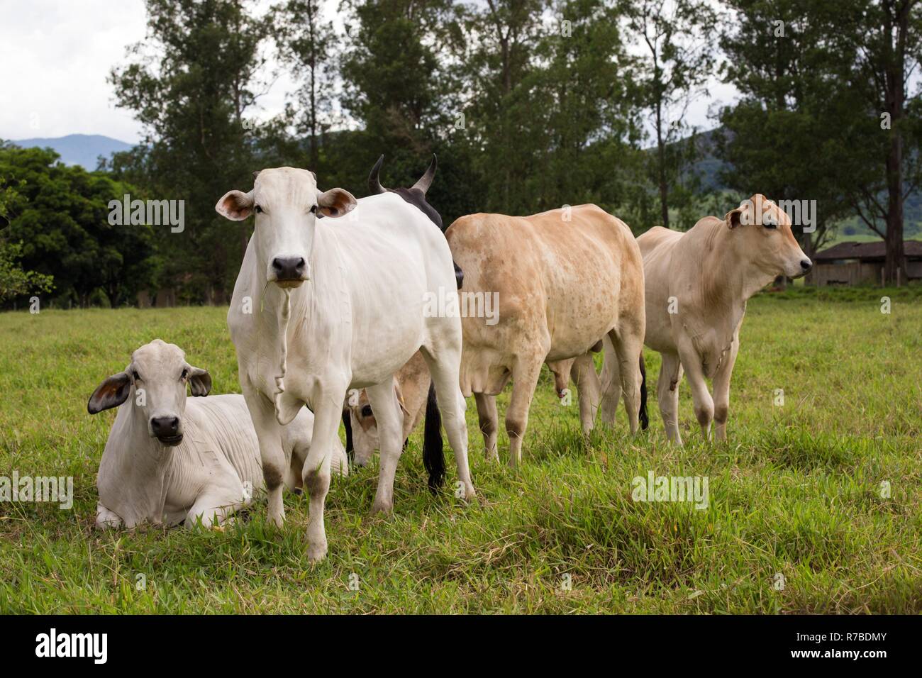 group of pretty brazilian cows on a pasture at the cloudy day Stock ...