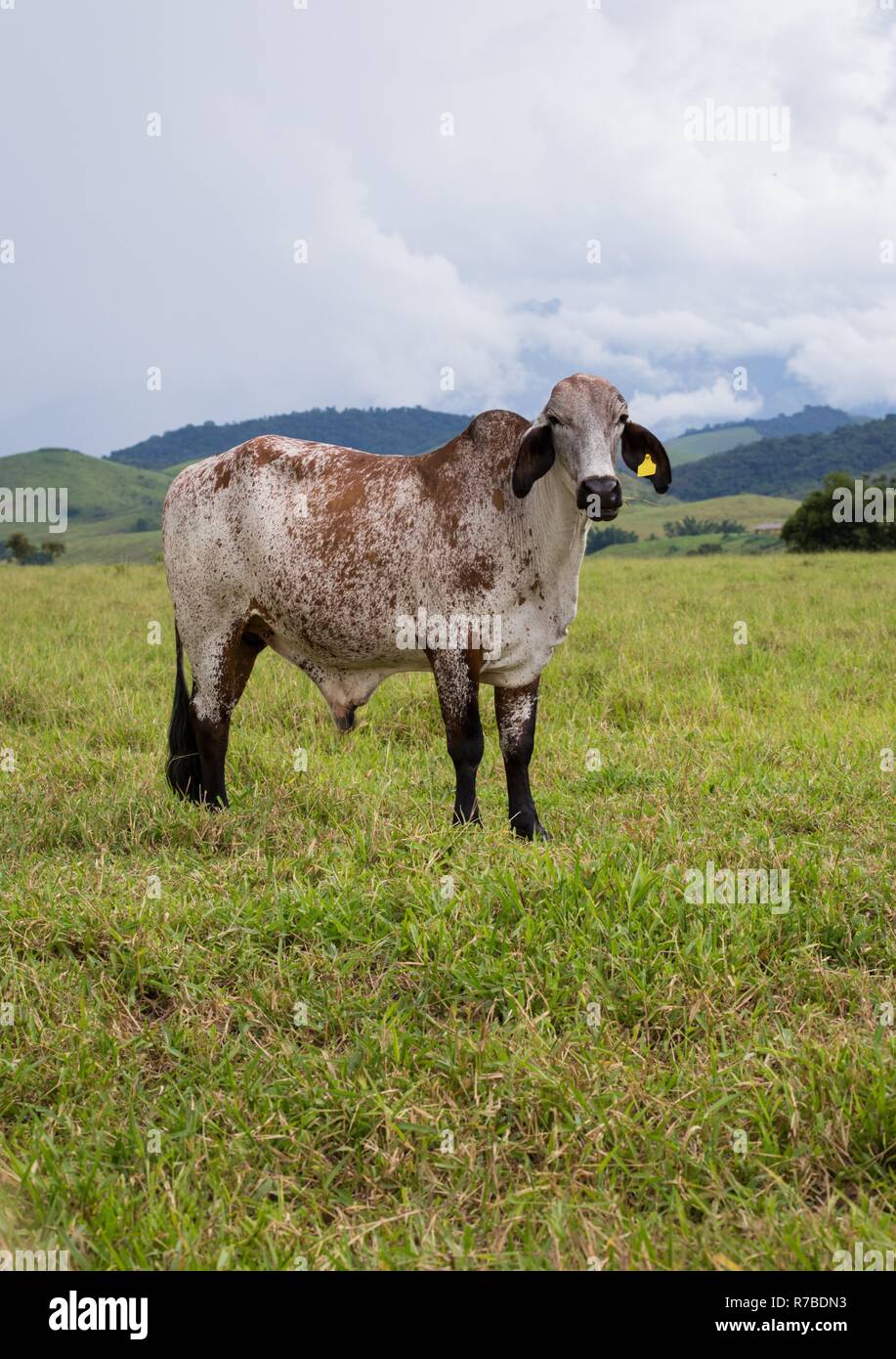 group of pretty brazilian cows on a pasture at the cloudy day Stock ...