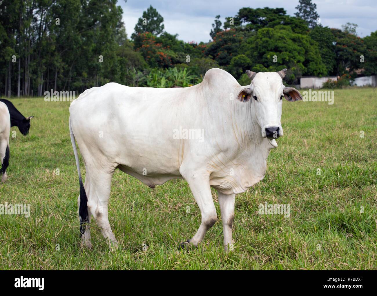 group of pretty brazilian cows on a pasture at the cloudy day Stock ...