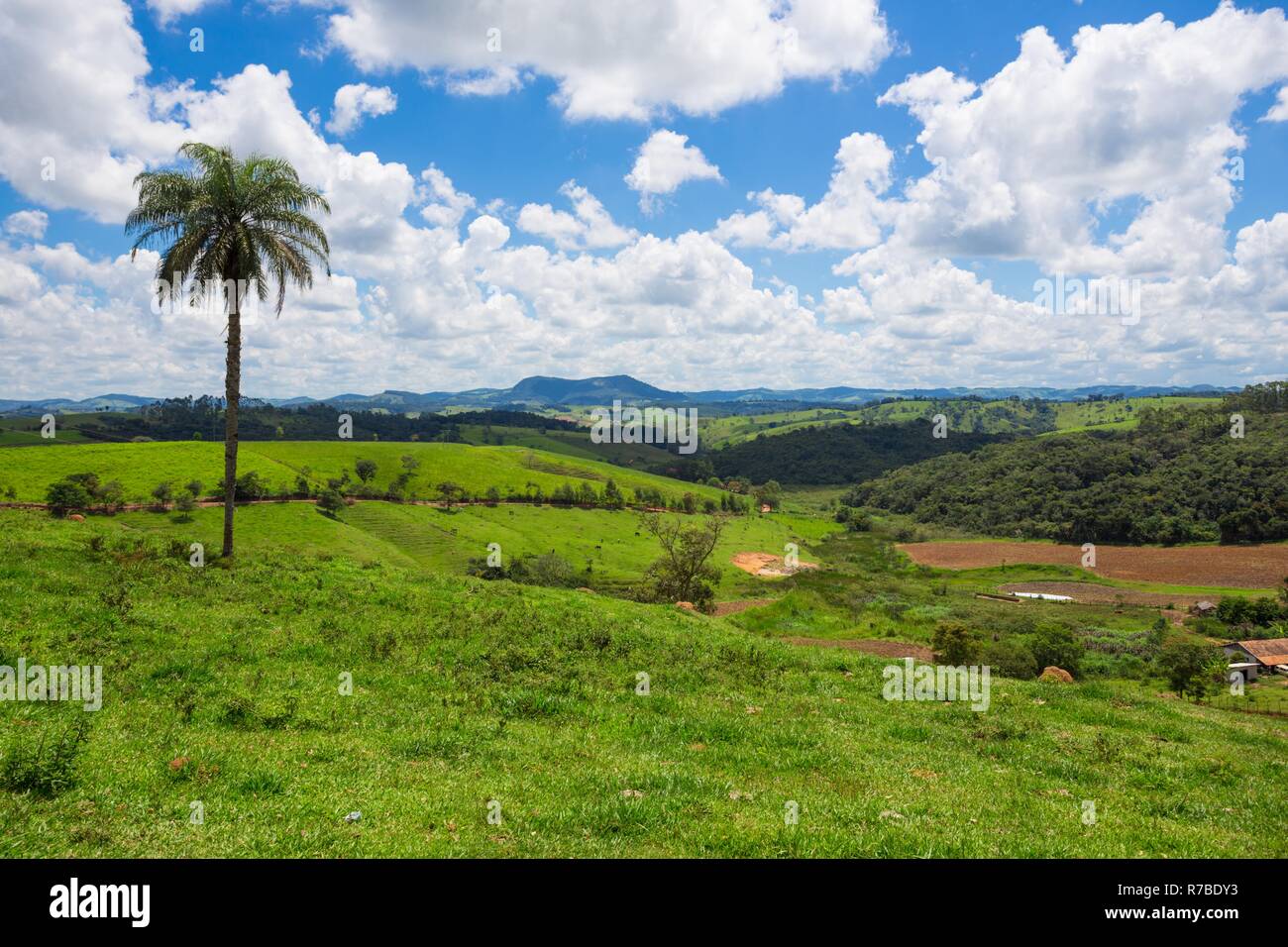 Jungle and blue sky Brazilian tropical landscape at Brazil Stock Photo ...