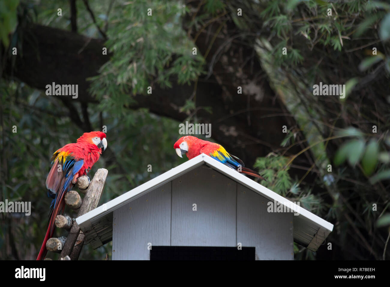 Talking macaws hi-res stock photography and images - Alamy