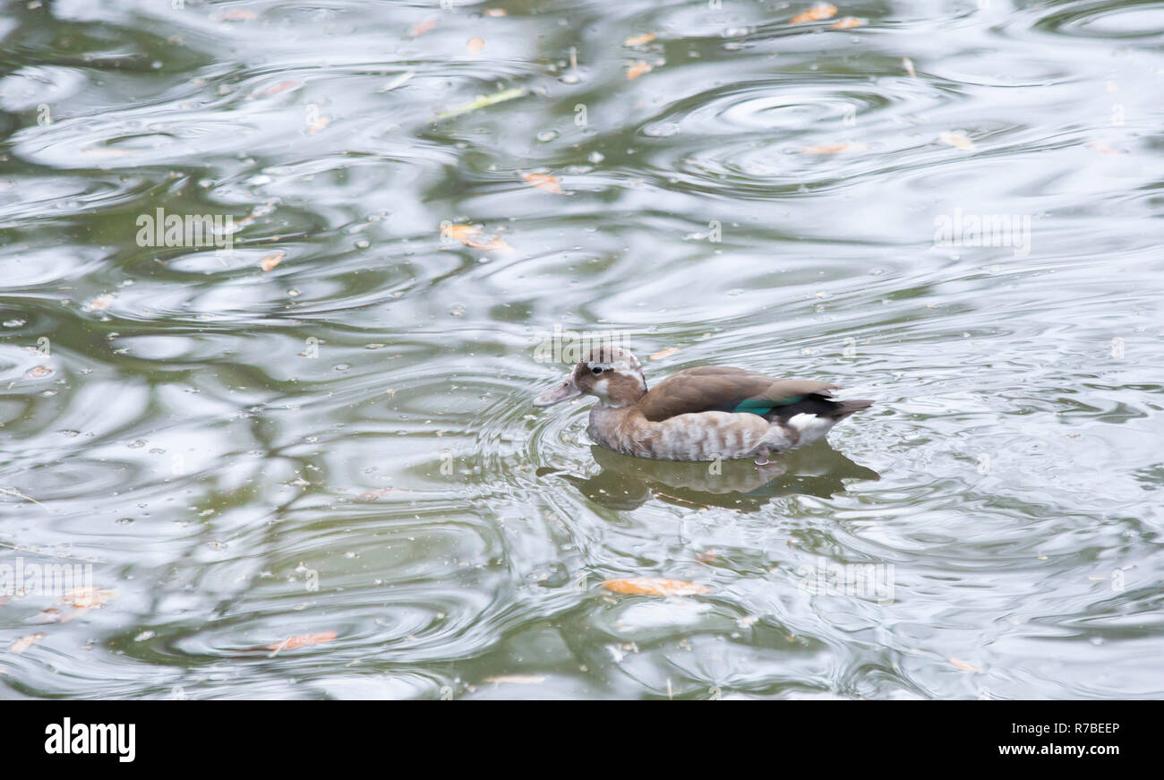 Female ringed teal hi-res stock photography and images - Alamy