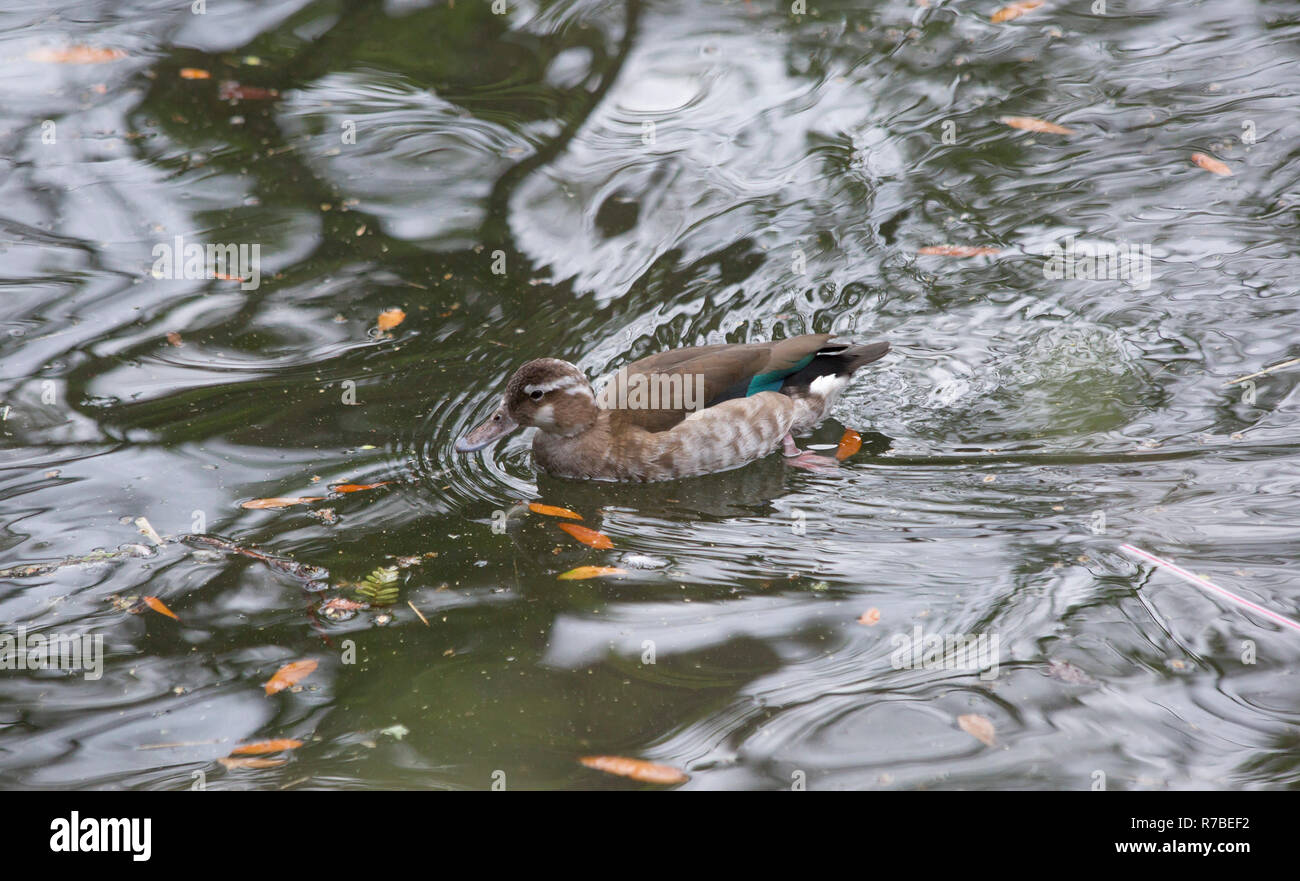 Female ringed teal hi-res stock photography and images - Alamy
