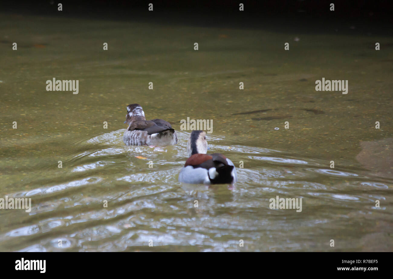 Female ringed teal hi-res stock photography and images - Alamy