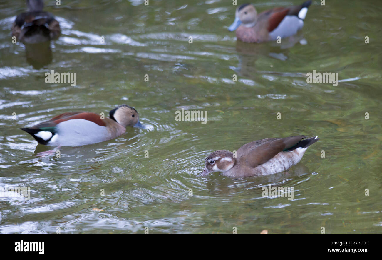 Ringed teal or ring necked teal hi-res stock photography and images - Alamy
