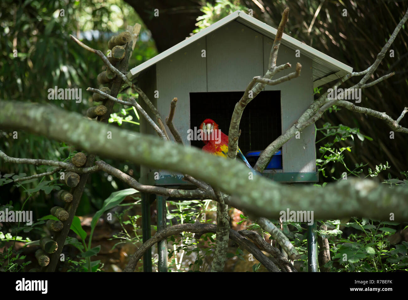 Exotic scarlet macaw parrot nice hi-res stock photography and images ...