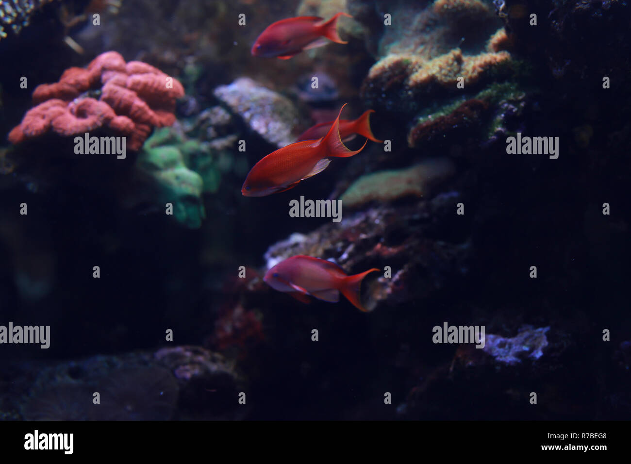 Aquarium fish live hi-res stock photography and images - Alamy