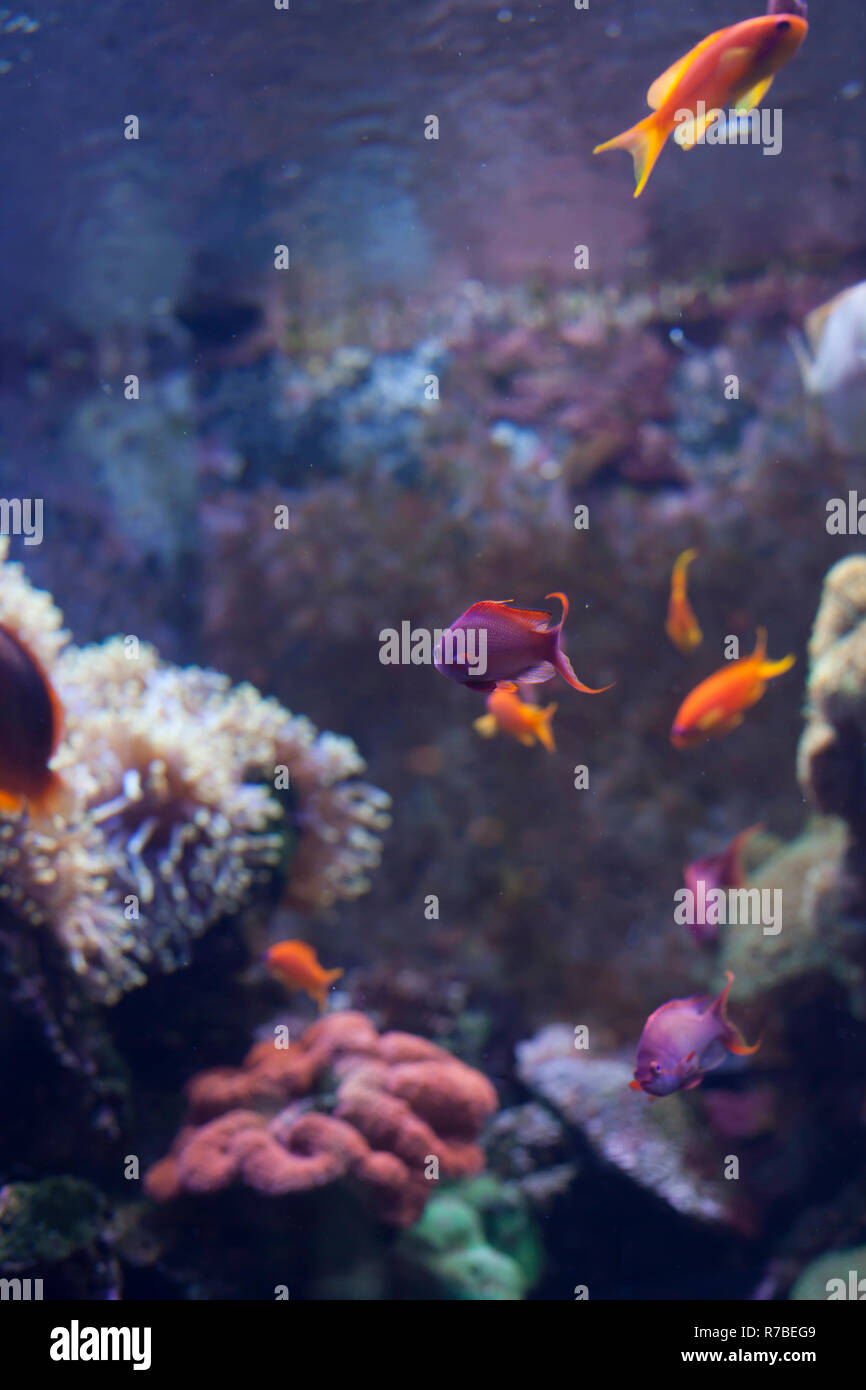 Aquarium fish live hi-res stock photography and images - Alamy