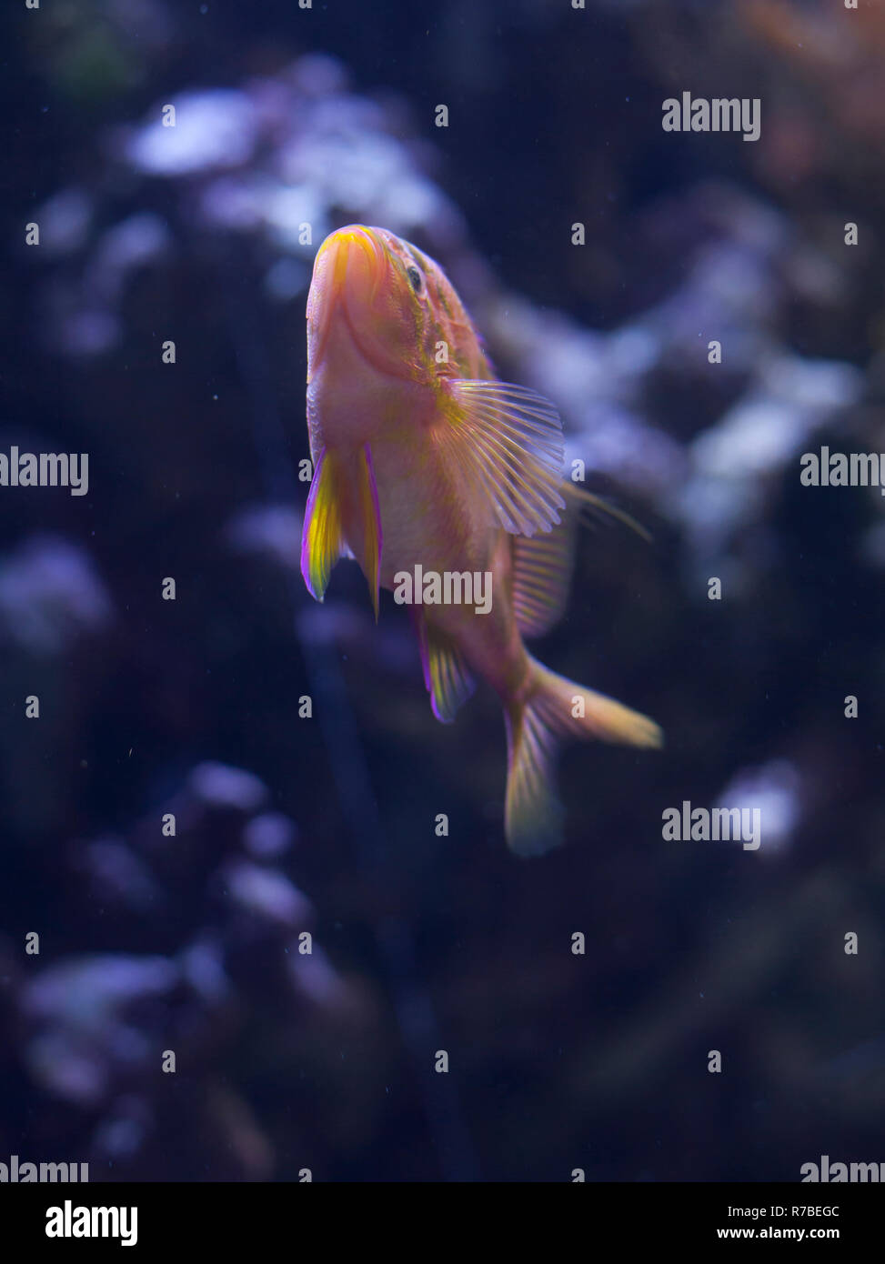 Blotched pattern hi-res stock photography and images - Alamy