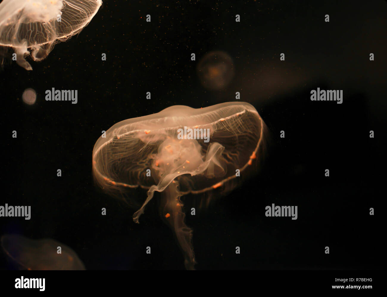 Phosphorescence Animals High Resolution Stock Photography and Images ...