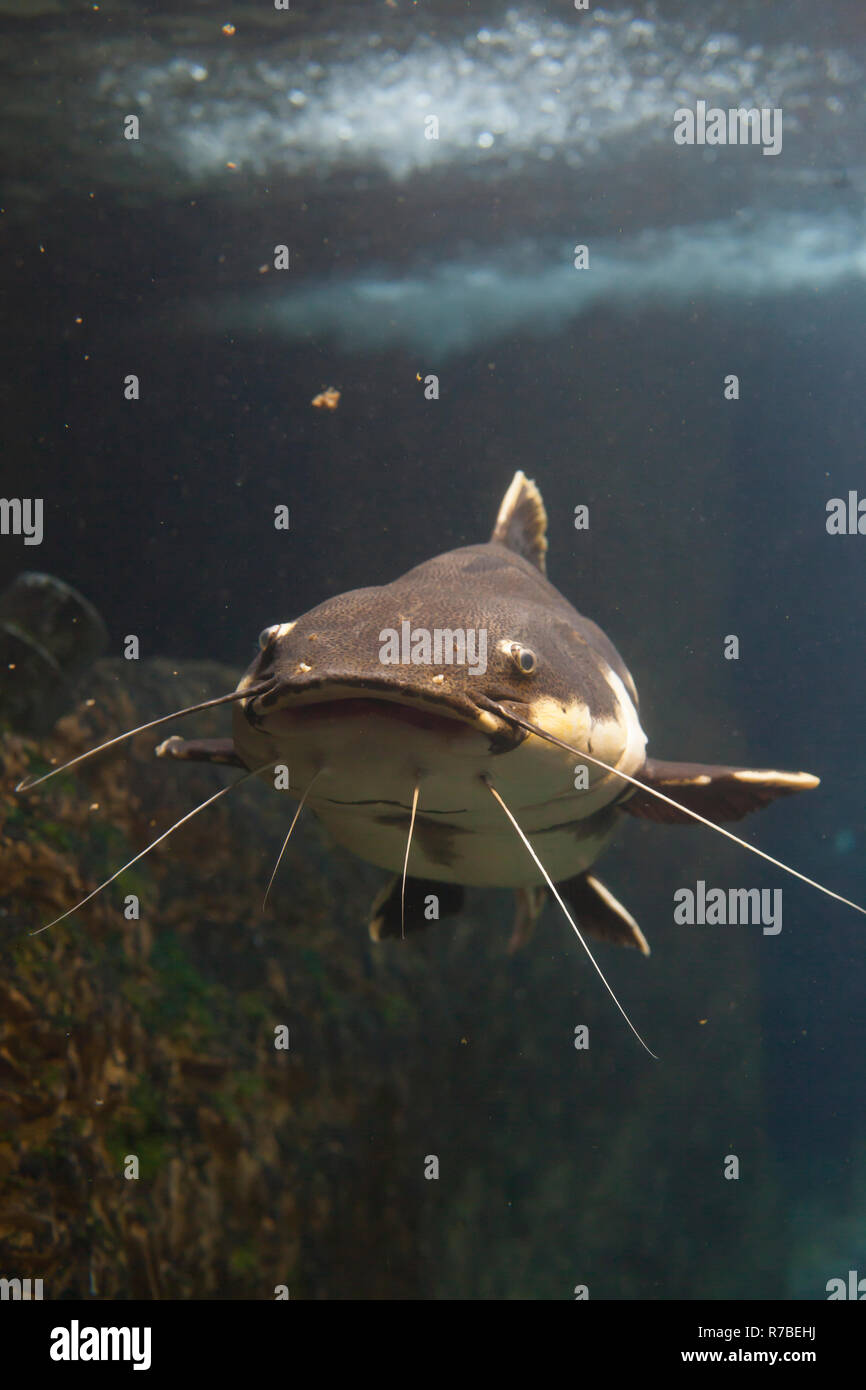 Red tail catfish hi-res stock photography and images - Alamy