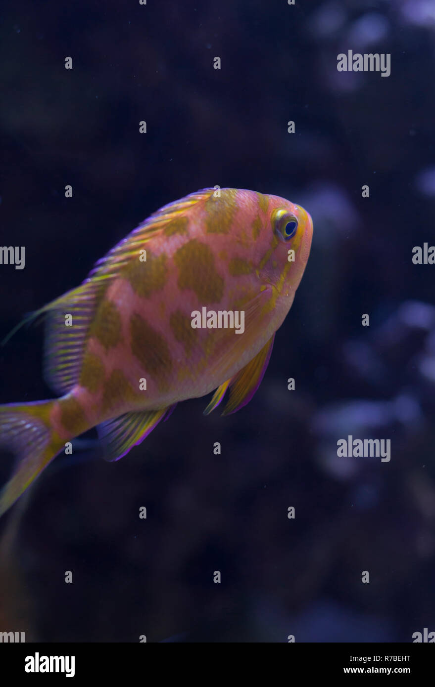 Blotched pattern hi-res stock photography and images - Alamy