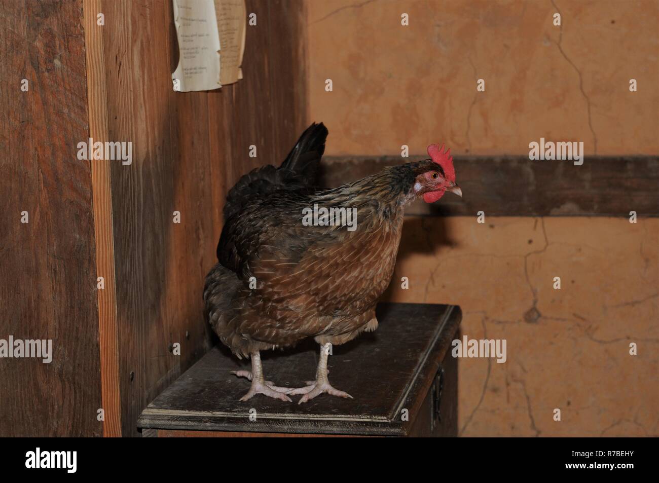 Rooster in the house Stock Photo - Alamy