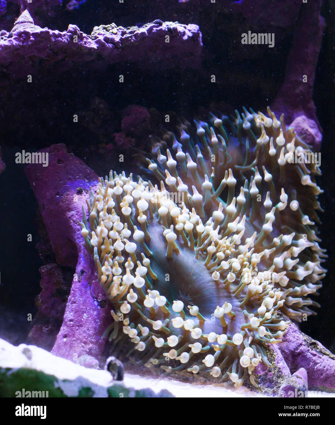 Green Star Polyp Stock Photo - Alamy