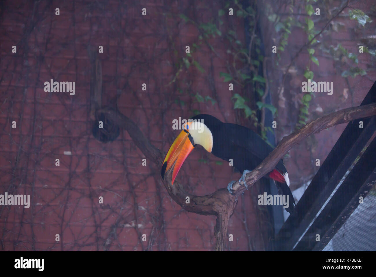 Largest toucan hi-res stock photography and images - Alamy