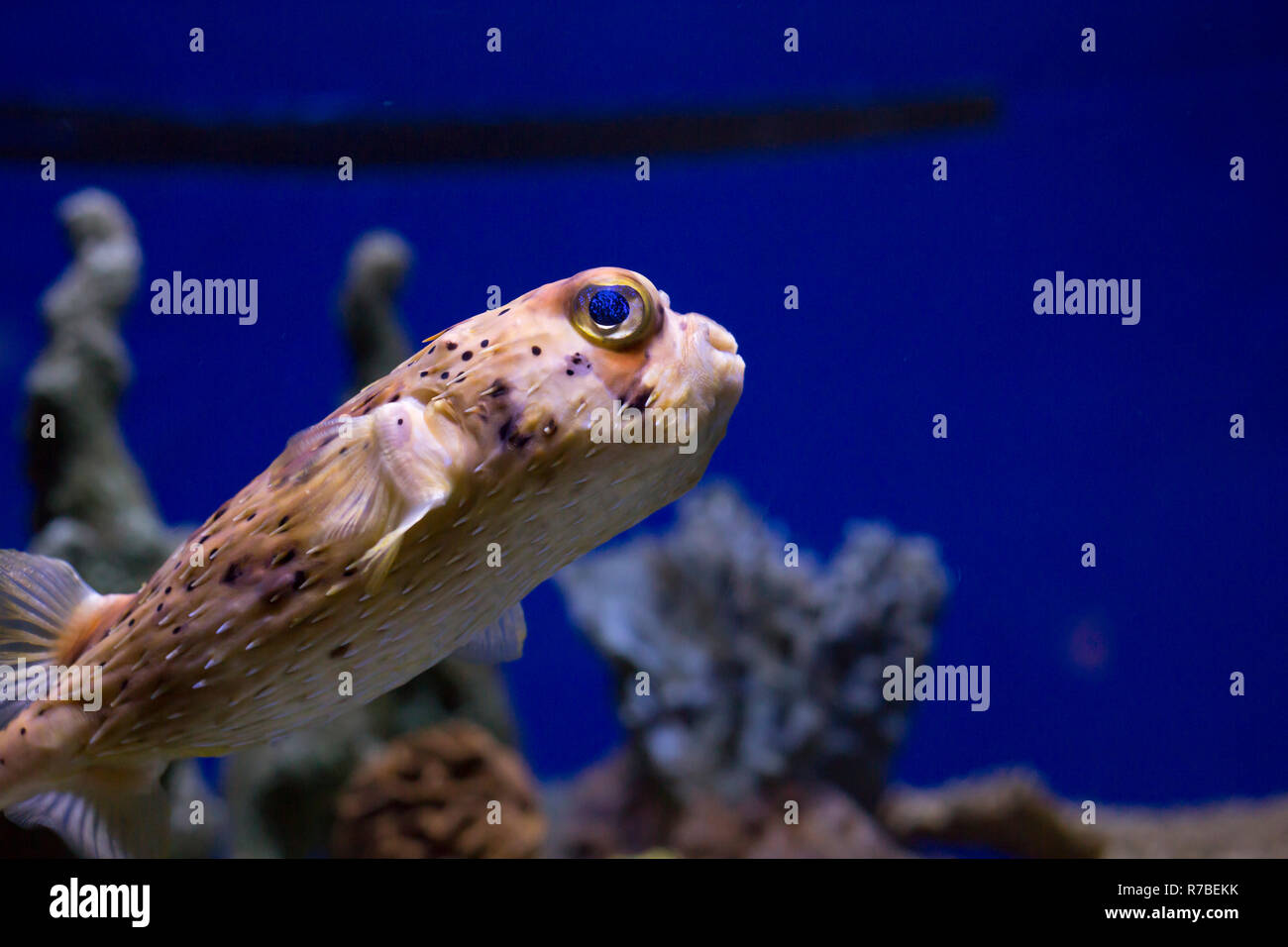 Close up puffer fish swimming hi-res stock photography and images - Alamy